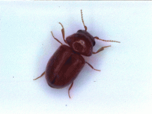Cigarette Beetles and treatment in the Hills District