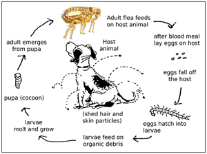 Flea Control Sydney- How to Get Rid of Fleas