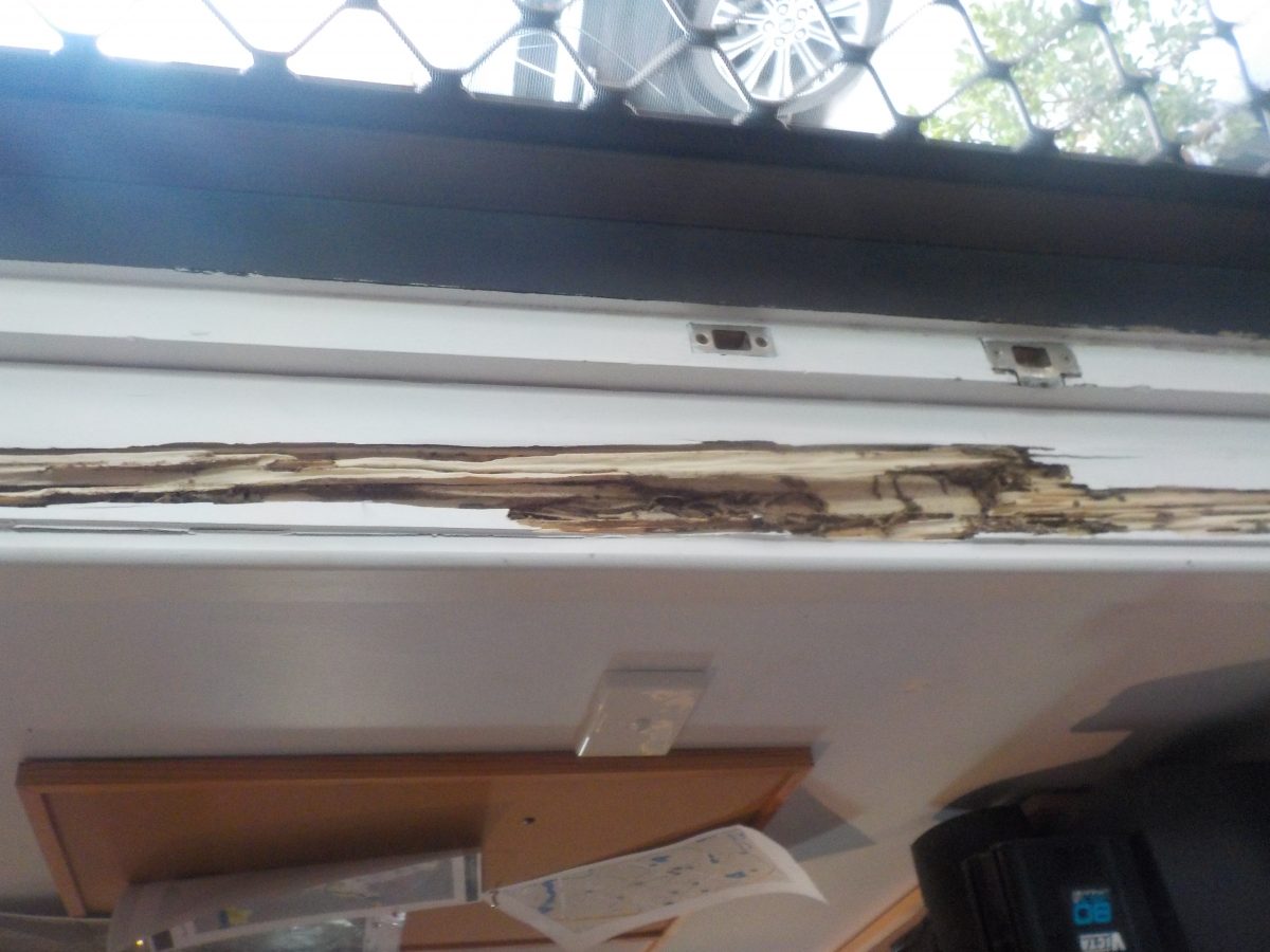 A1 Pest Control Nelson - Termite Inspections