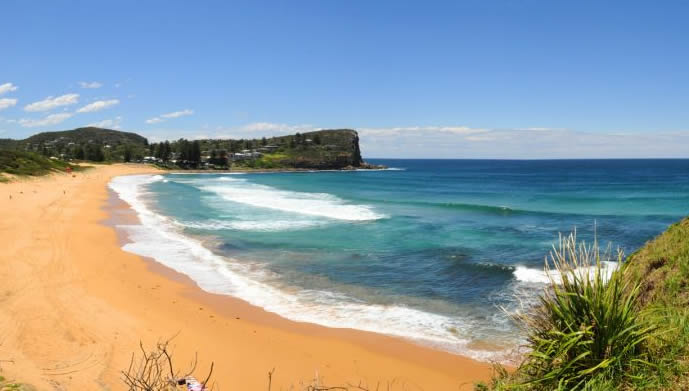 A1 Pest Control Avalon Beach - Termite Inspection - Tick Control
