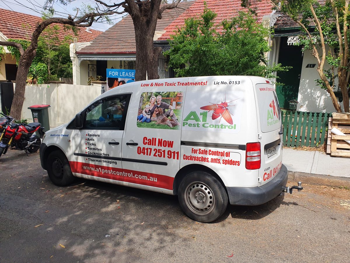 A1 Pest Control Enmore - Termite Inspection - Pest Control Enmore
