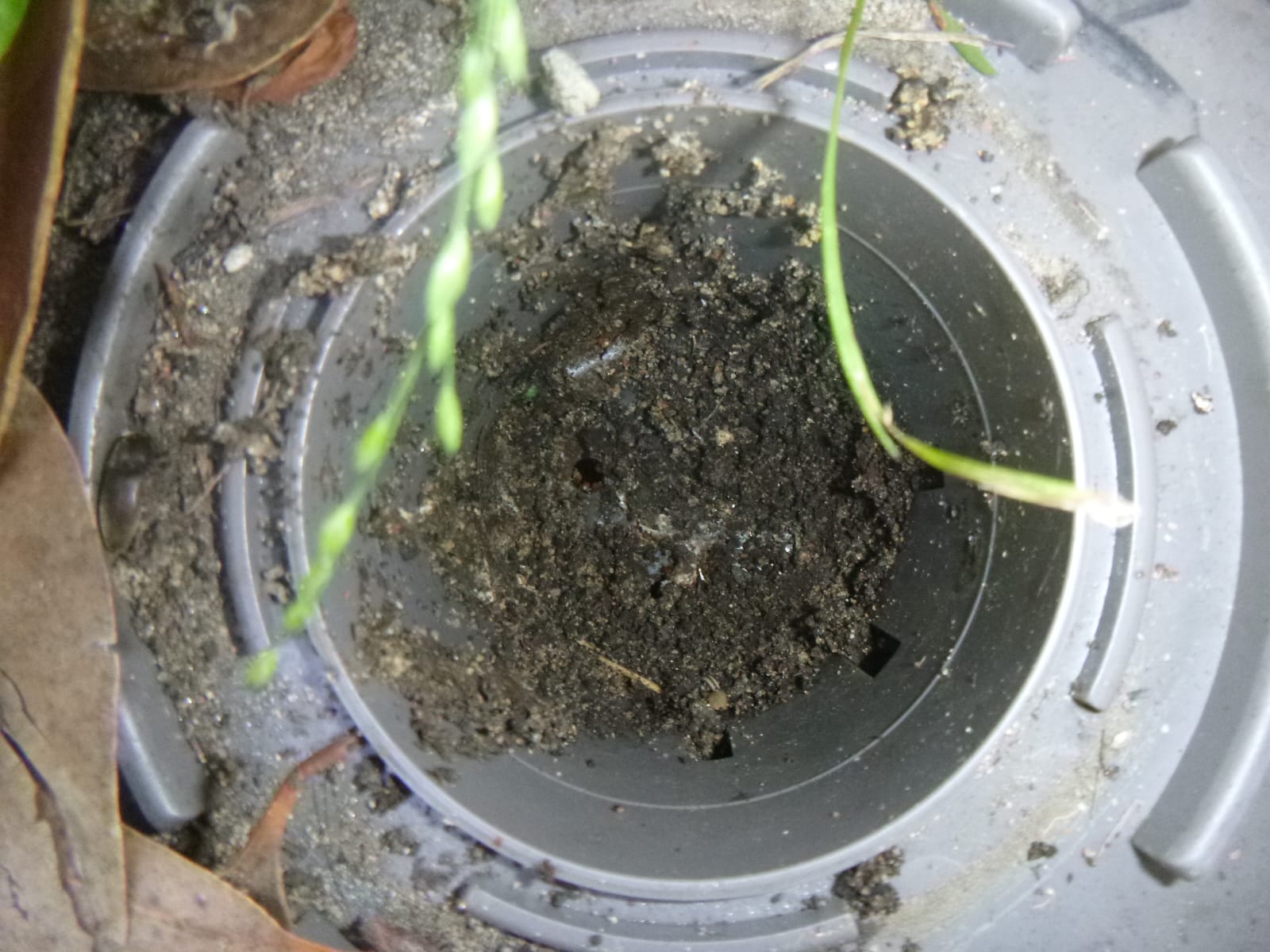 Trelona termite Bait mudding west pennant hills - A1 Pest Control