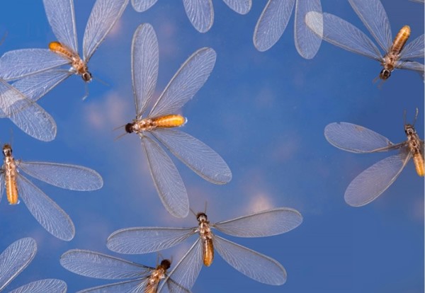 Flying Termites - How Do You Get Rid of Flying Termites?