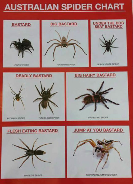 List of Australian Spiders