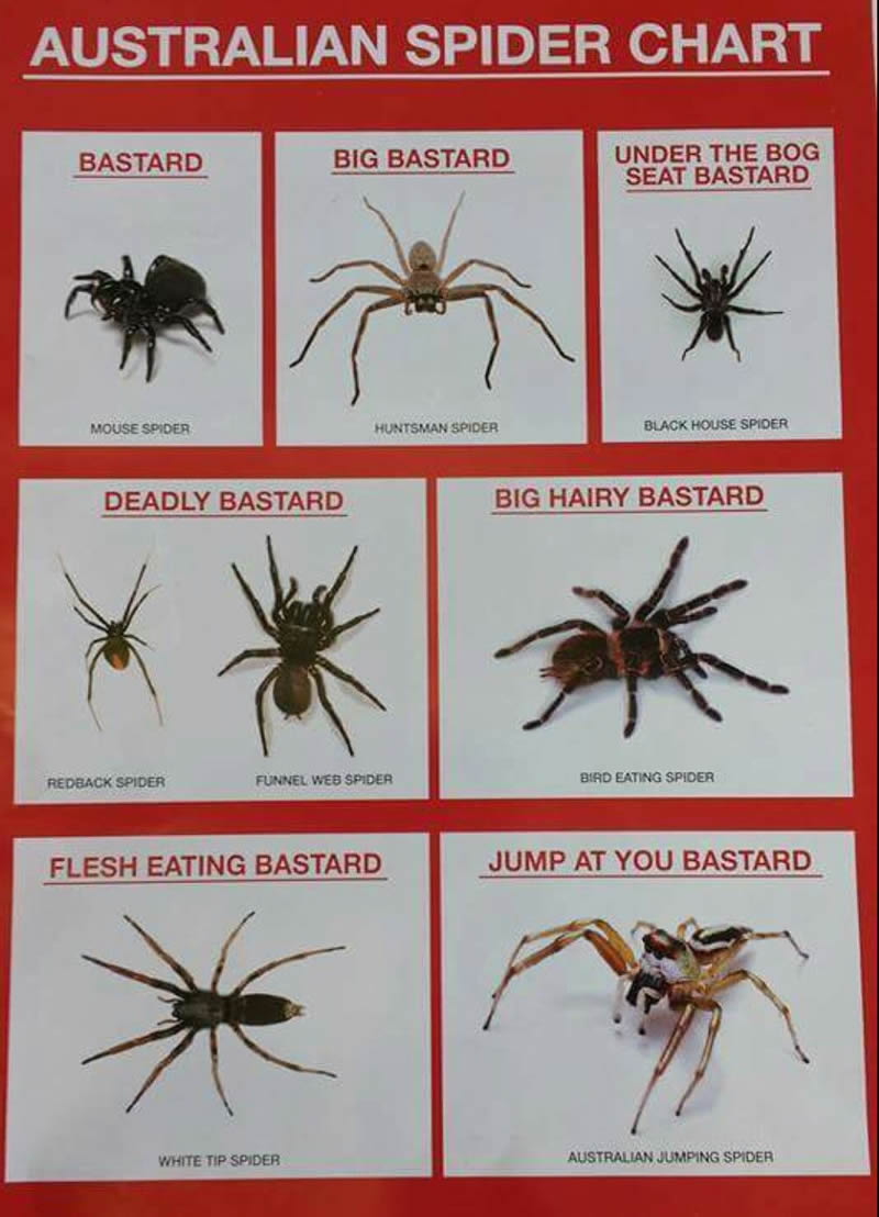 List of Australian Spiders