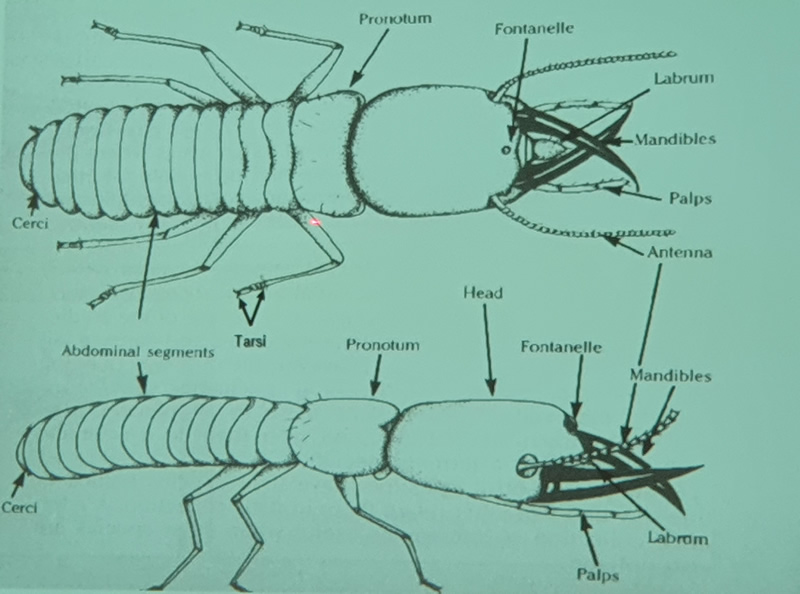 Termite Physiology Drawing Close Up 2 - A1 Pest Control