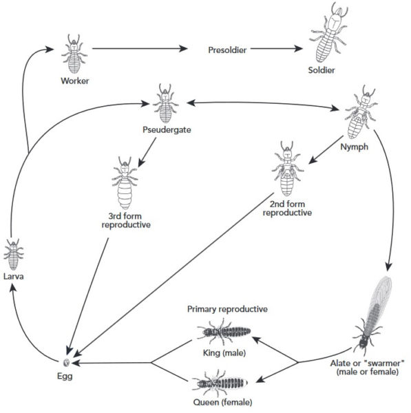 Life Cycle of Subterranean Termites Chart - A1 Pest Control