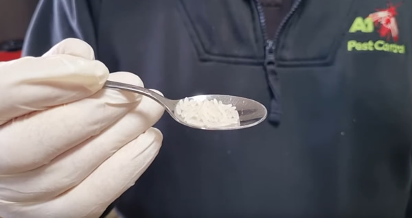 Rat Droppings Sydney - Whats the Difference?