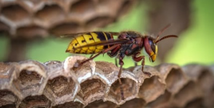 Wasp Control Sydney | Expert Wasp Nest Removal – A1 Pest Control